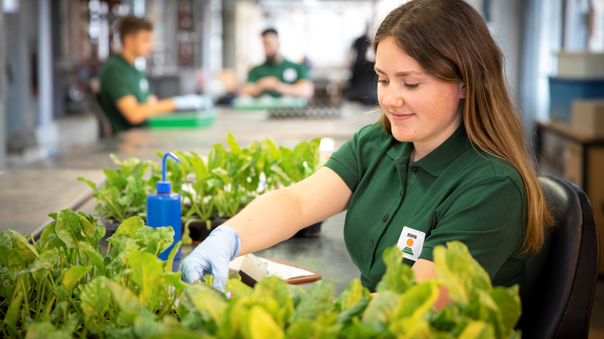 KWS Group Jobs & Karriere